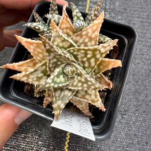 Aloe Snowstorm/ Uncommon/ White and Green Skin / Small Dwarf Aloe ...