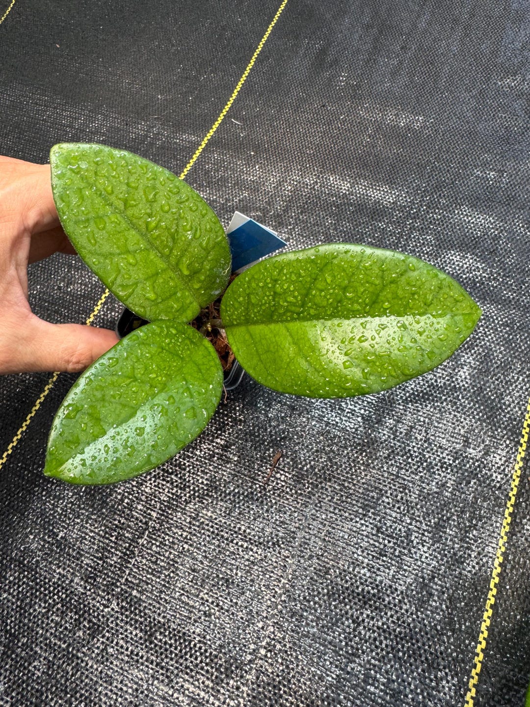 Hoya Fungii / Exact Plants / Shipped in 3” Pots/ Fast Growing ...