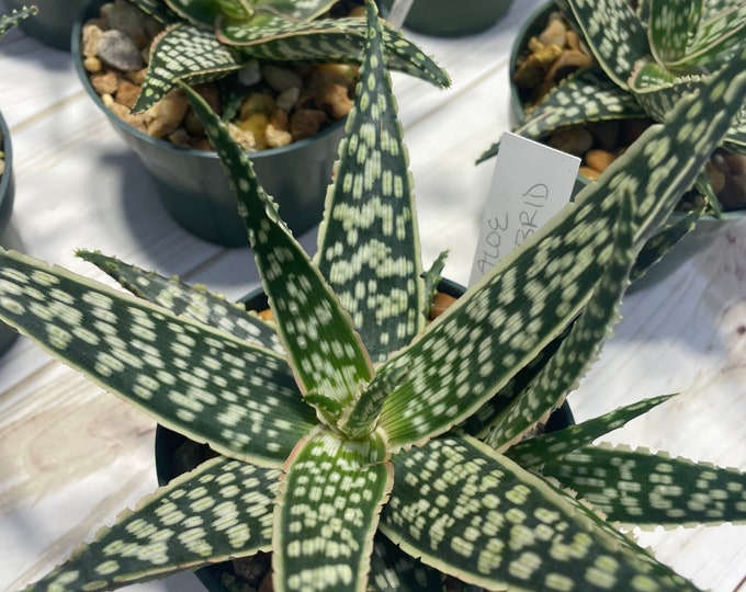 Aloe Hybrid/ RARE / White and Green Skin With Pink Edges / Clumping ...