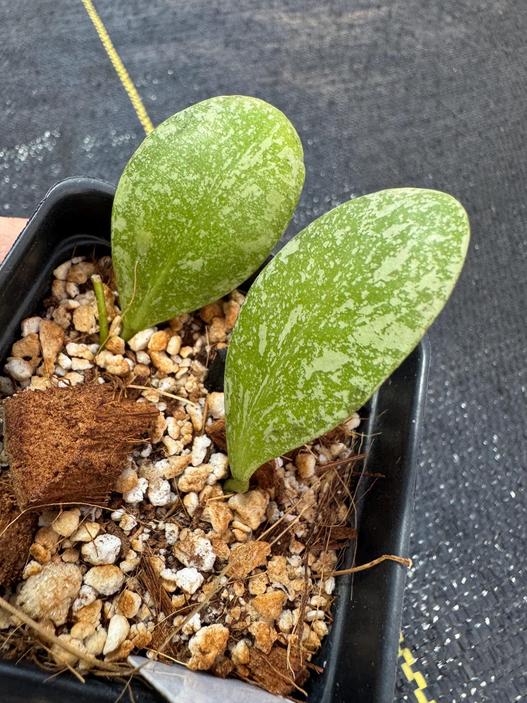 Hoya ETS-10 / Exact Plant/ Shipped in 3” Pot/ Small Tiny Splash Leaves ...