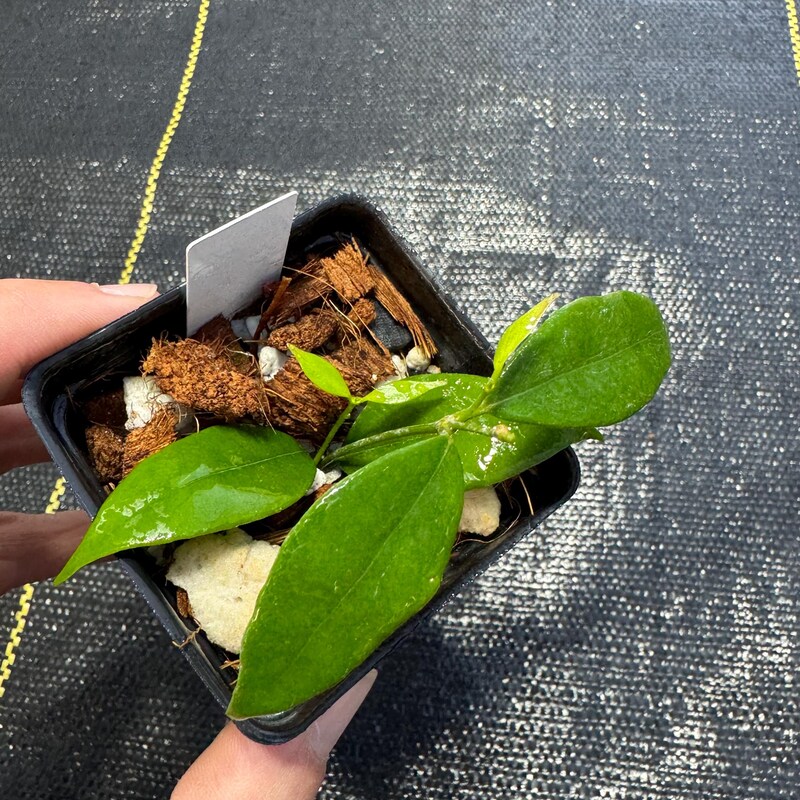 AllAboutSucculentsFL - Etsy