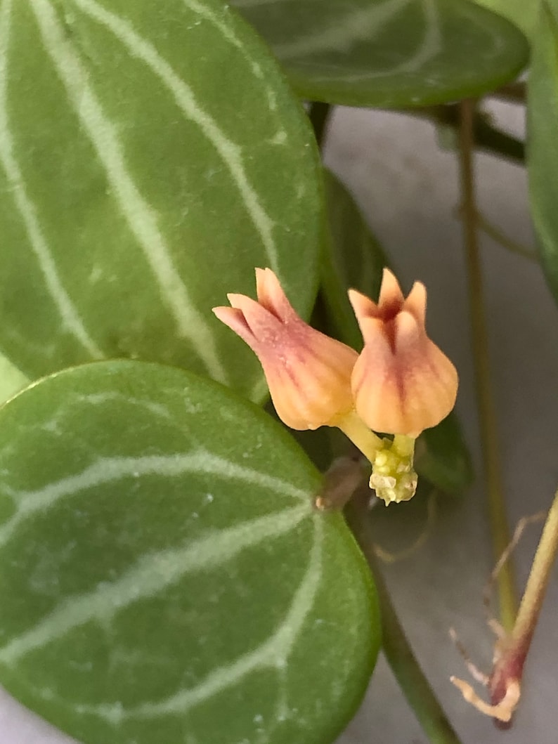Dischidia Ovata / Aka watermelon Dischidia / Rare | Etsy