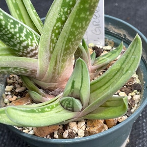 Gasteria Cv. Green Ice/ Shipped in 4 Pot/ Exact Plant/ House Plants ...