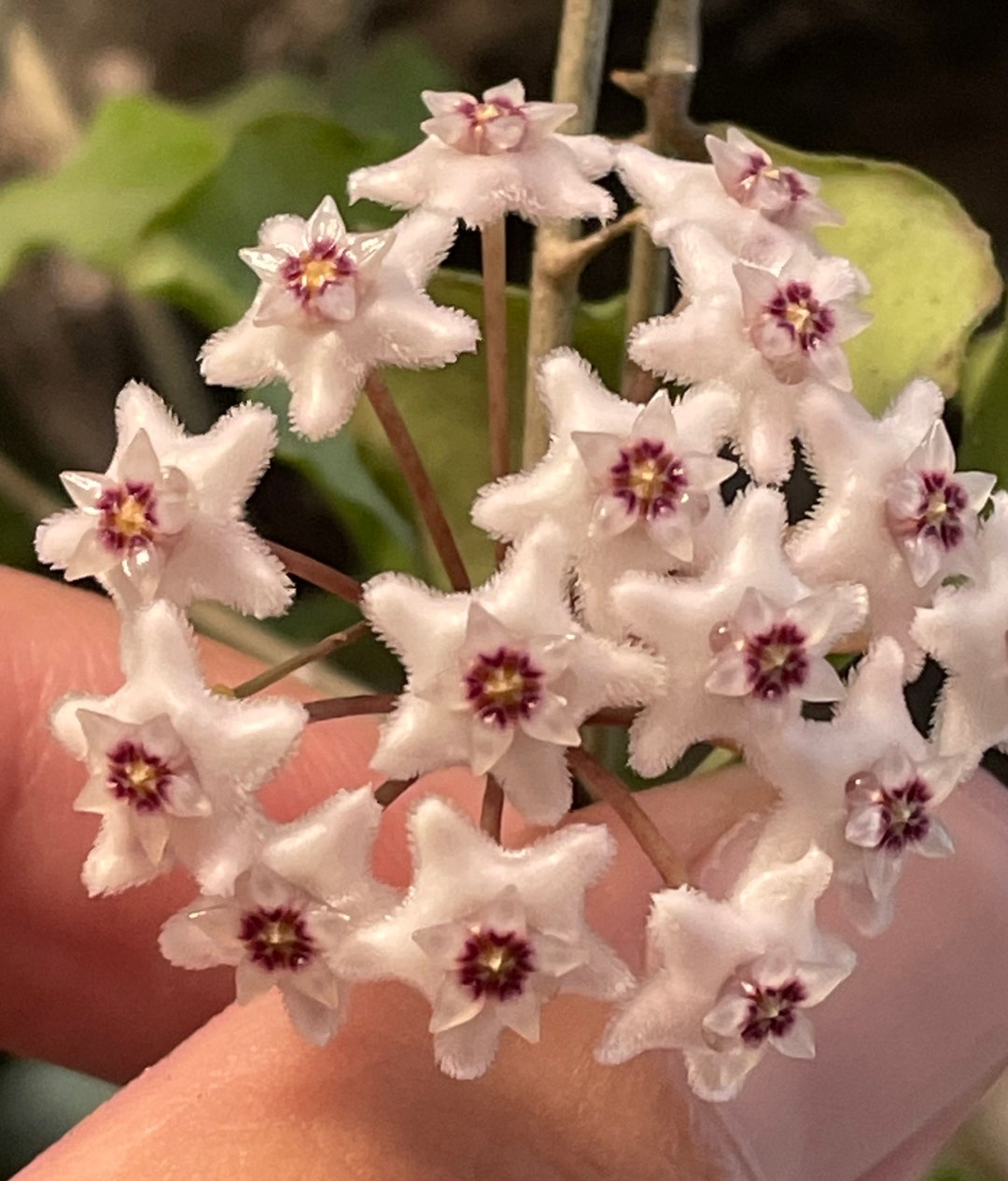 Hoya Kanyakumariana / Tiny Wavy Edge Leaves /exact Plant/ Multi ...