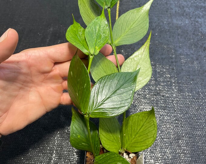 Hoya Polyneura /fast Growing /large Size/ the fishtail Hoya /shipped in ...