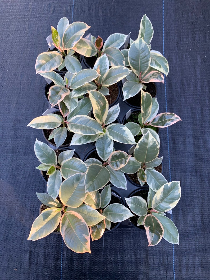 Ficus Elastica 'tineke' / Pink Variegated / House | Etsy