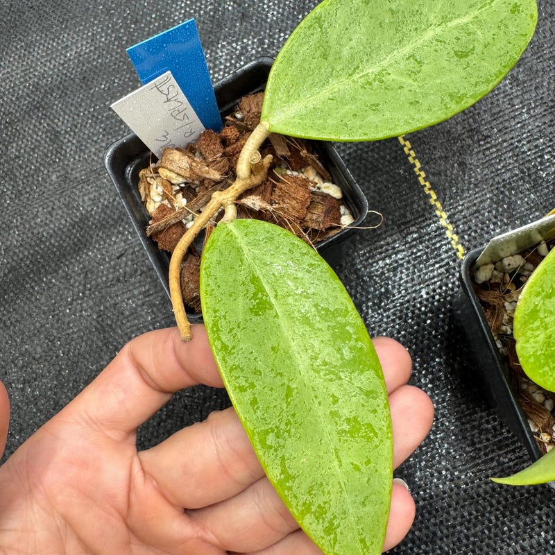 AllAboutSucculentsFL - Etsy