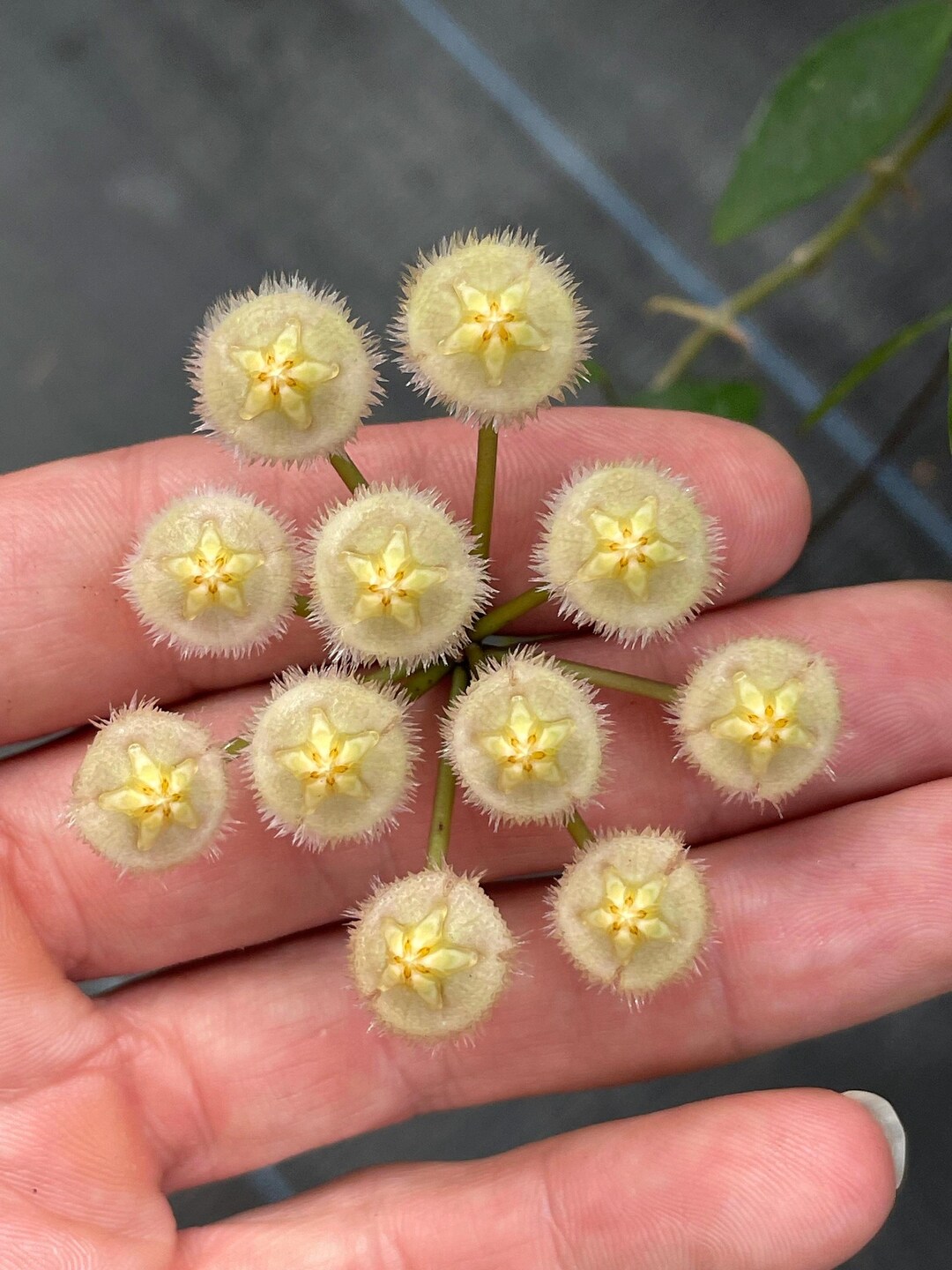 Hoya Mirabilis Splash Clone B/ Slender Leaves/ Splashy Leaves ...