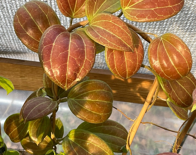 Hoya Merrillii/ Exact Plants/ Easy to Sun Stress/ Easy to Grow/ Shipped ...