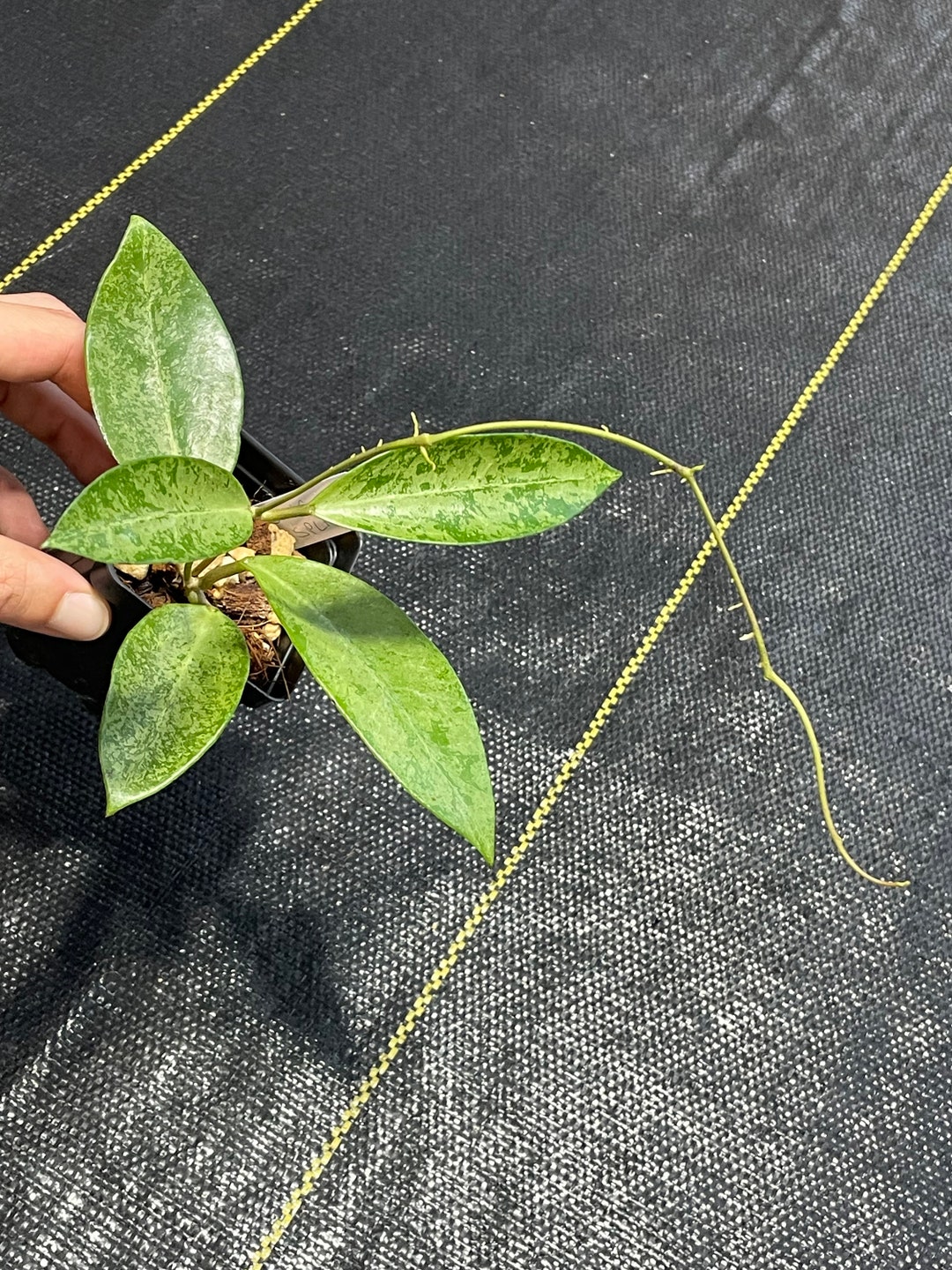 Hoya Rime Silver Splash/ Collectors/ Exact Plant/ Stable Silver/ Hardly ...