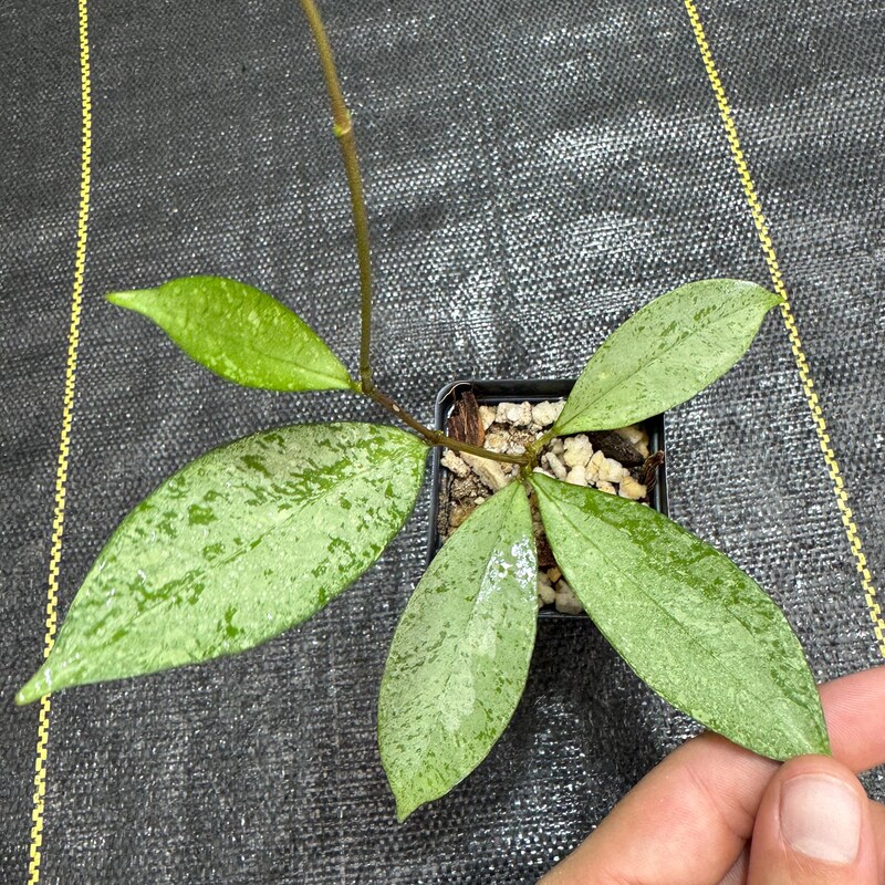 Hoya - Etsy