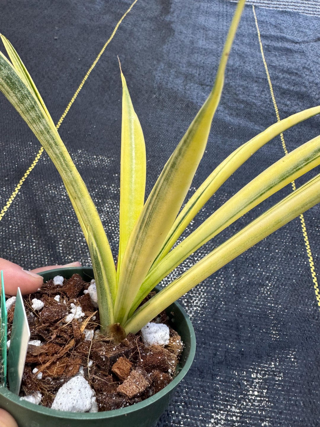 Sansevieria Uganda Silver/ Very RARE/ Hardly Offered/ Growing in 4 ...