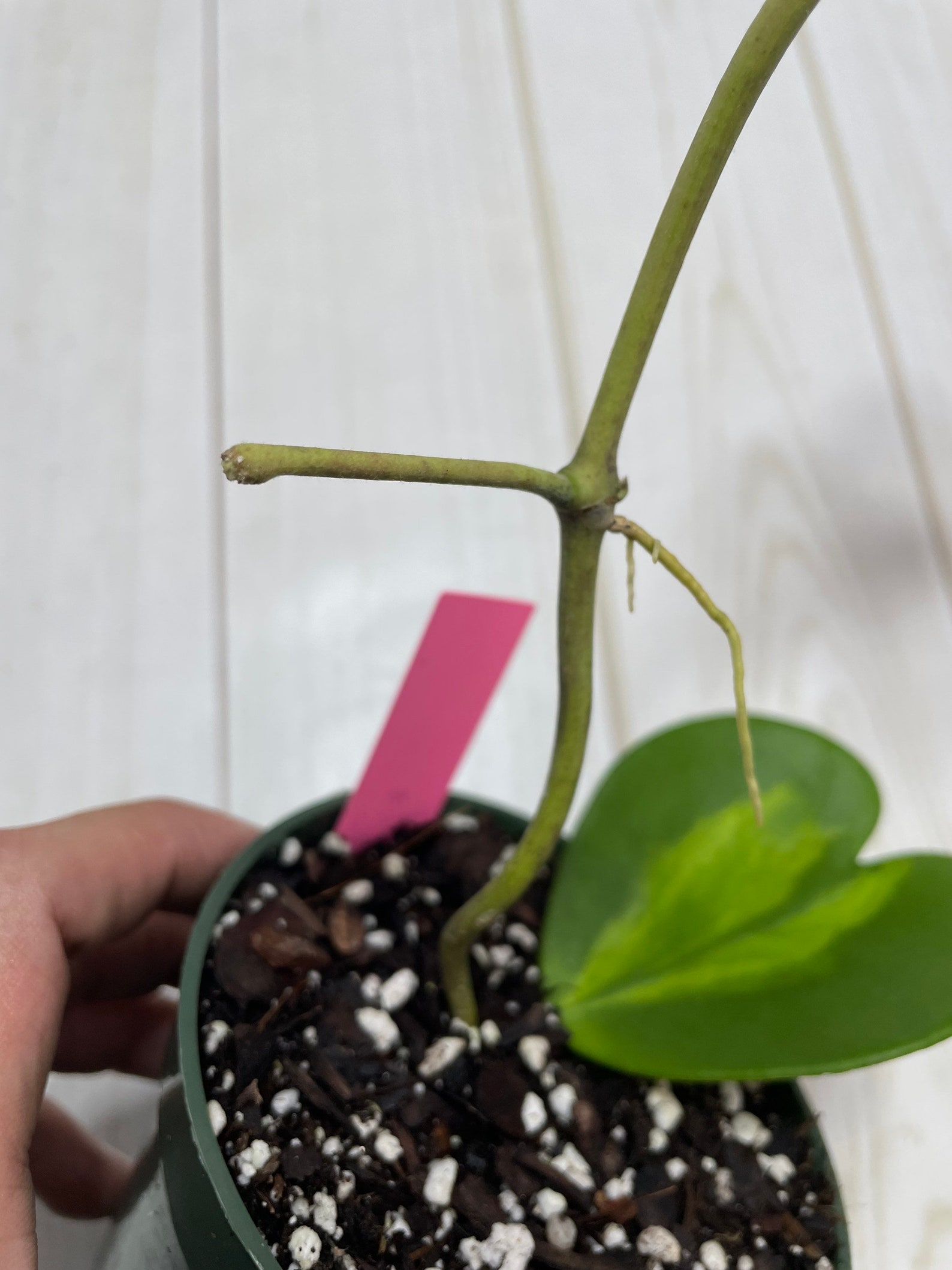 Hoya Kerrii Inner Variegated / Big Leaf/ Uncommon / Shipped in - Etsy