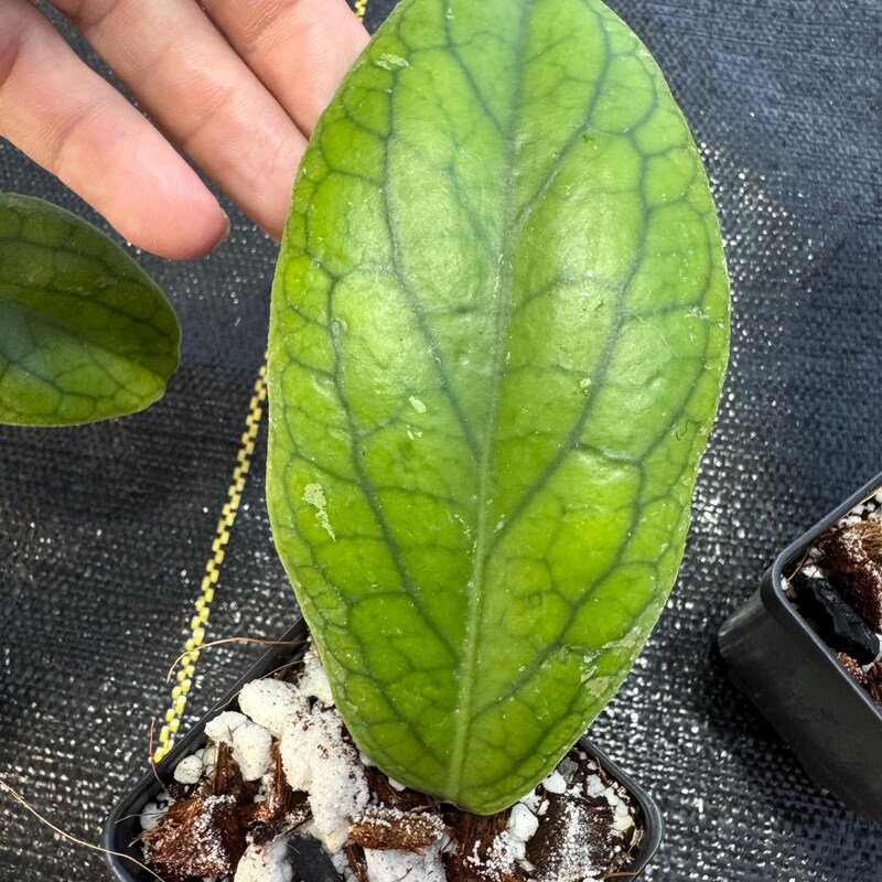 Fishtail Hoya - Etsy