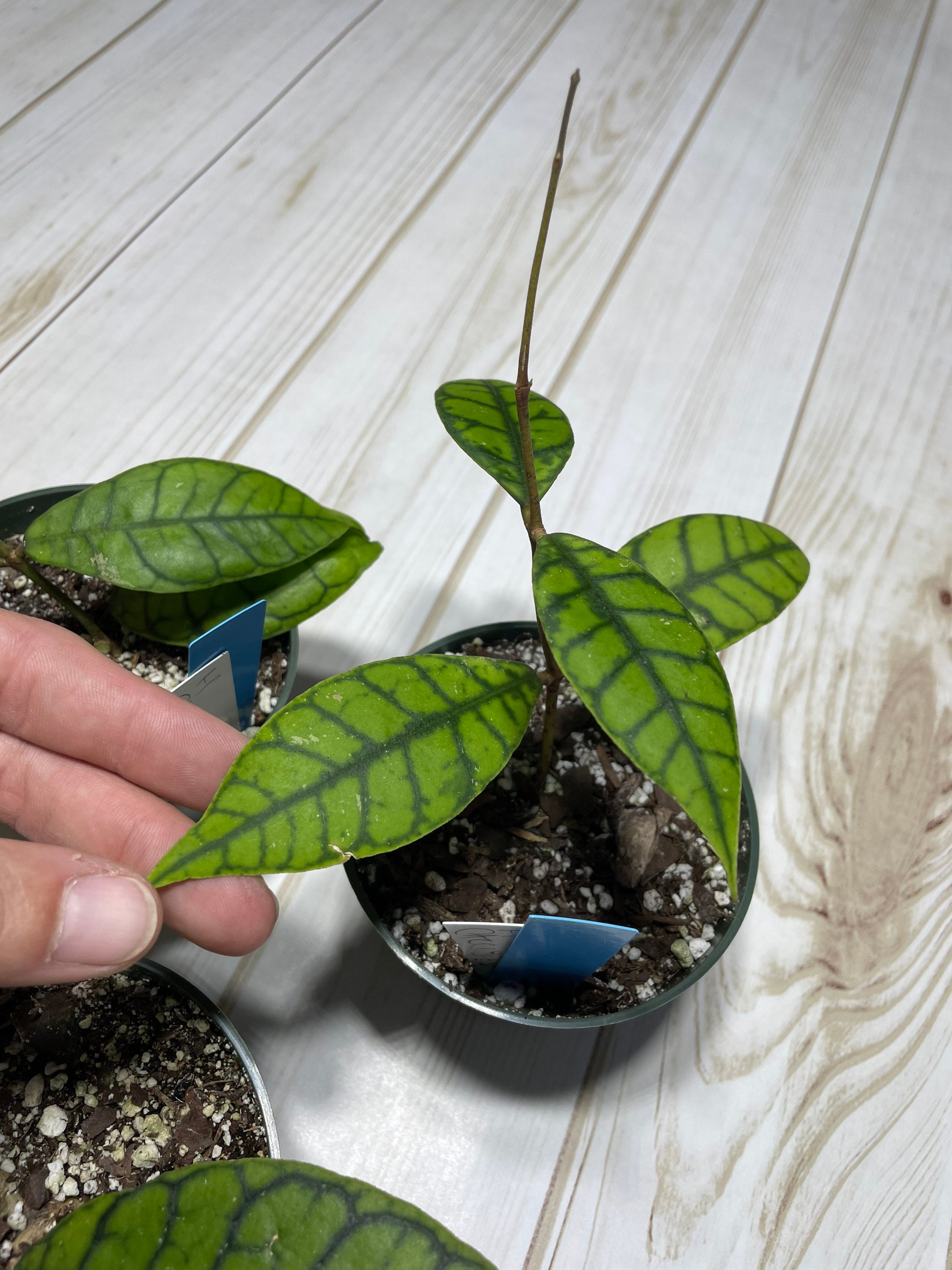 Hoya Stenophylla - Etsy