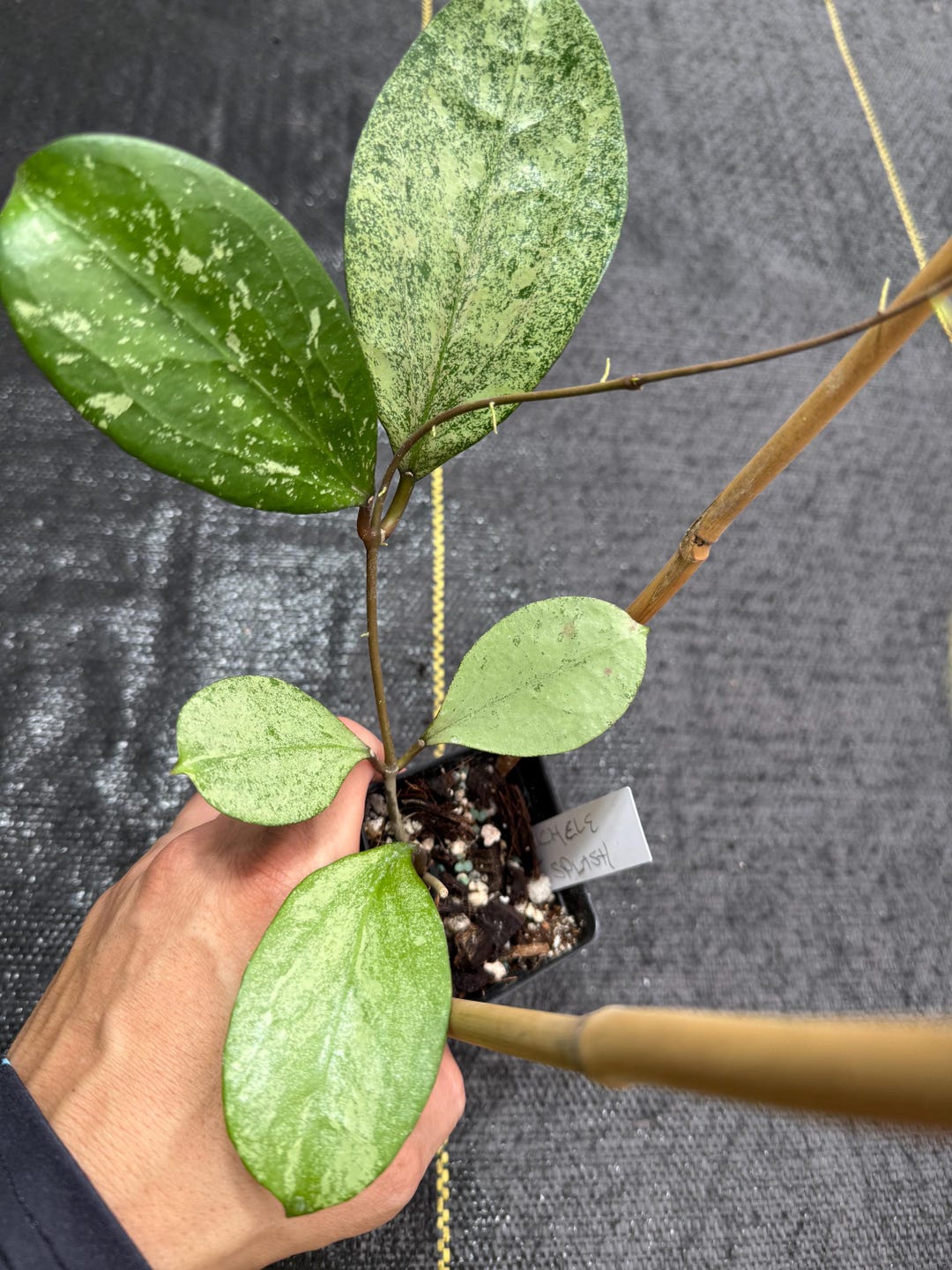 Hoya Michele (my-kel-e) Super Splash/ Splashy Hoya/ Uncommon/ Shipped ...