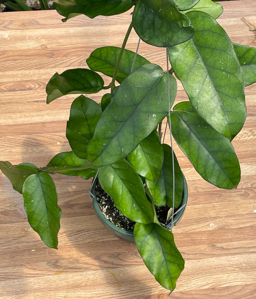 Hoya Sp. Tam Dao /cave of Stars /uncommon / Beautiful Big Leaves/ Fast ...