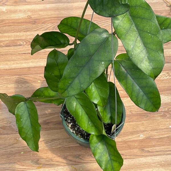 Fishtail Hoya - Etsy