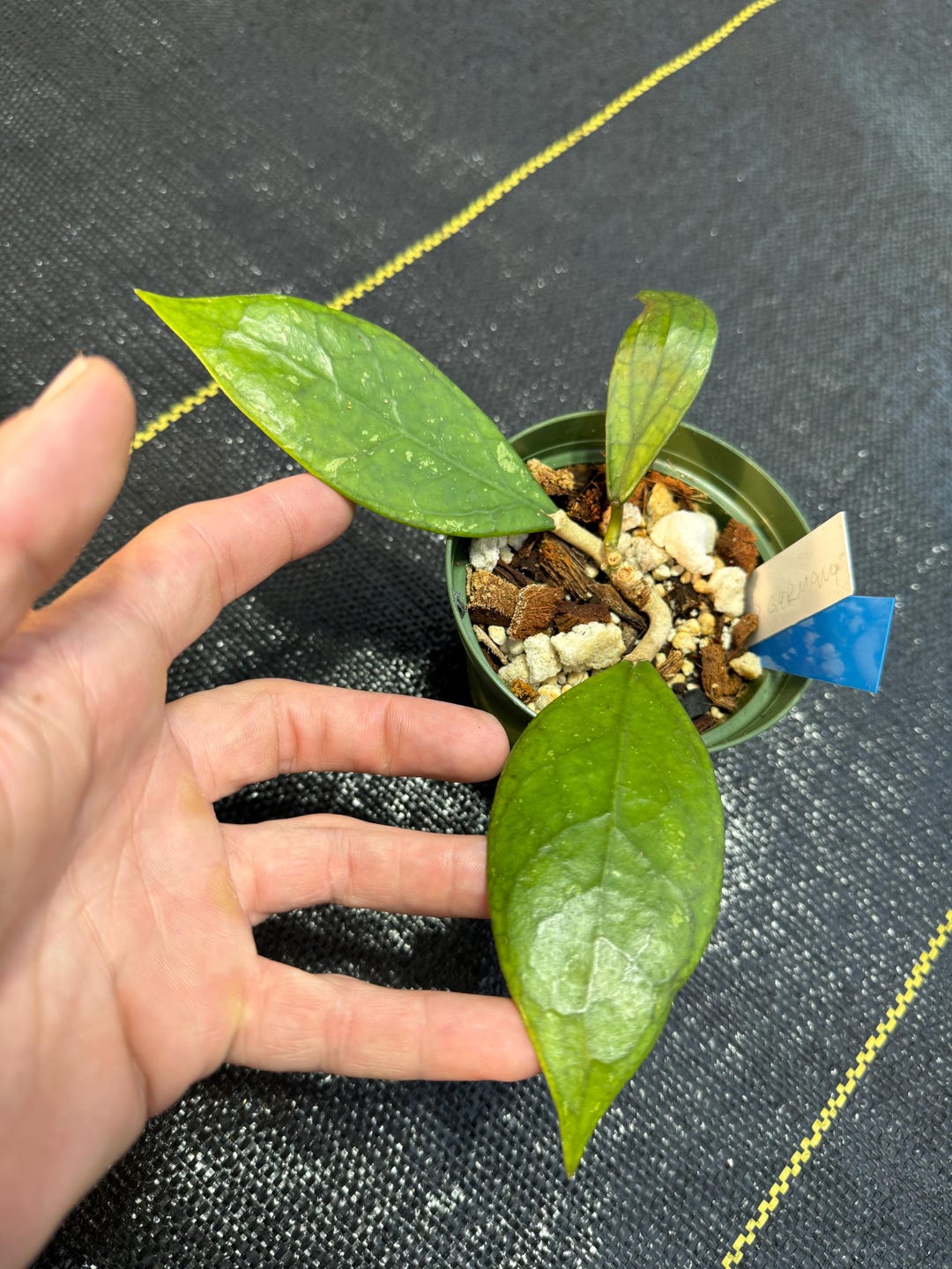 Hoya Sp. Germany/exact Plants/ Uncommon/ Live Plants/ Shipped in 4 Pots ...