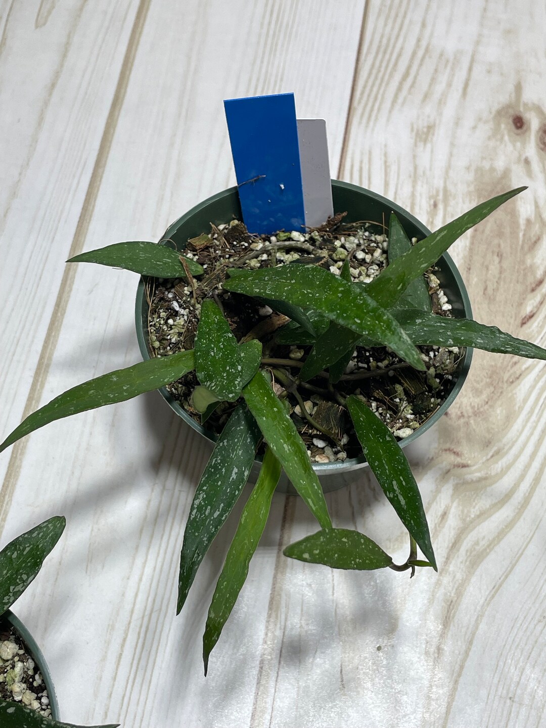 Hoya Mirabilis Splash Clone B/ Slender Leaves/ Splashy Leaves/ - Etsy