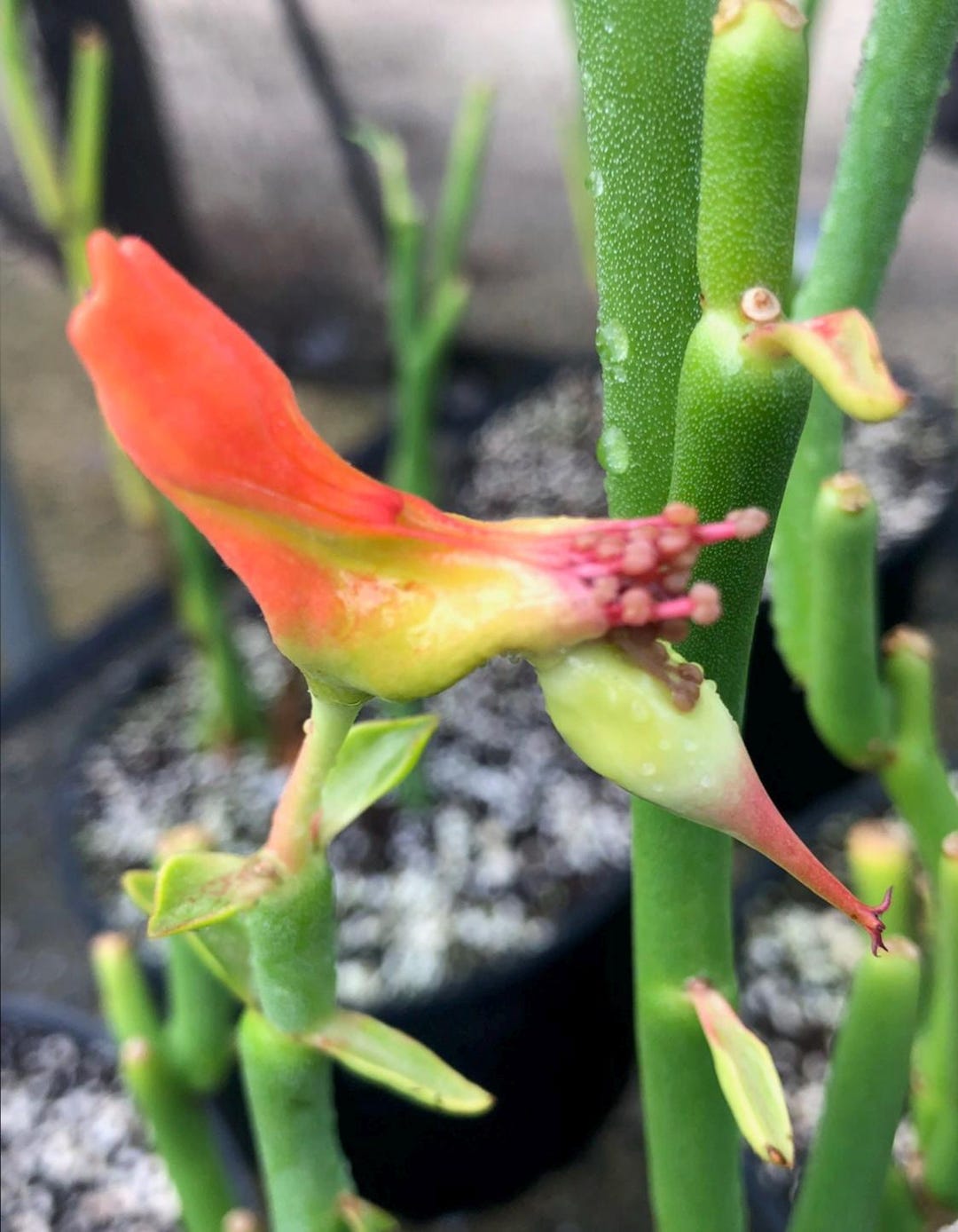 Pedilanthus Macrocarpus 'lady Slippers'/ Unique Succulent/ Smooth Stalk ...