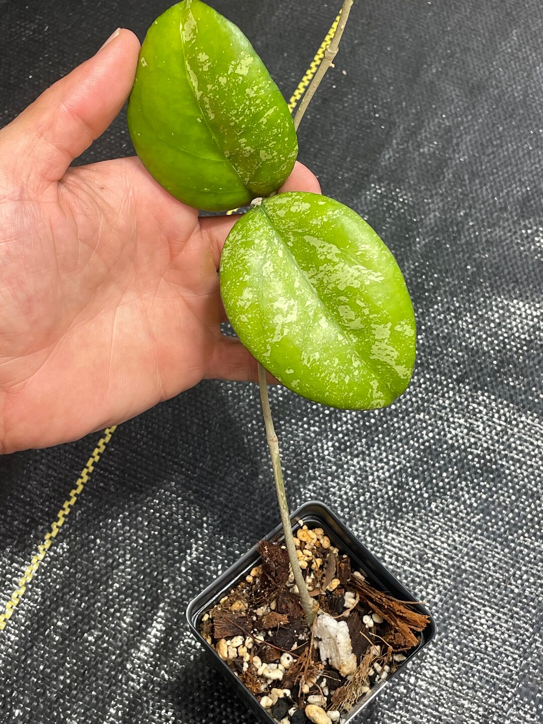 Hoya Joy Splash/ Uncommon/ Exact Plant/ Big Leaves / Shipped in 3 Pot ...