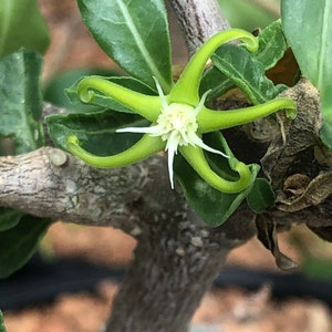 Fockea Edulis / Mature Plants/ Caudex Succulent/ Easy Growing / Vining ...