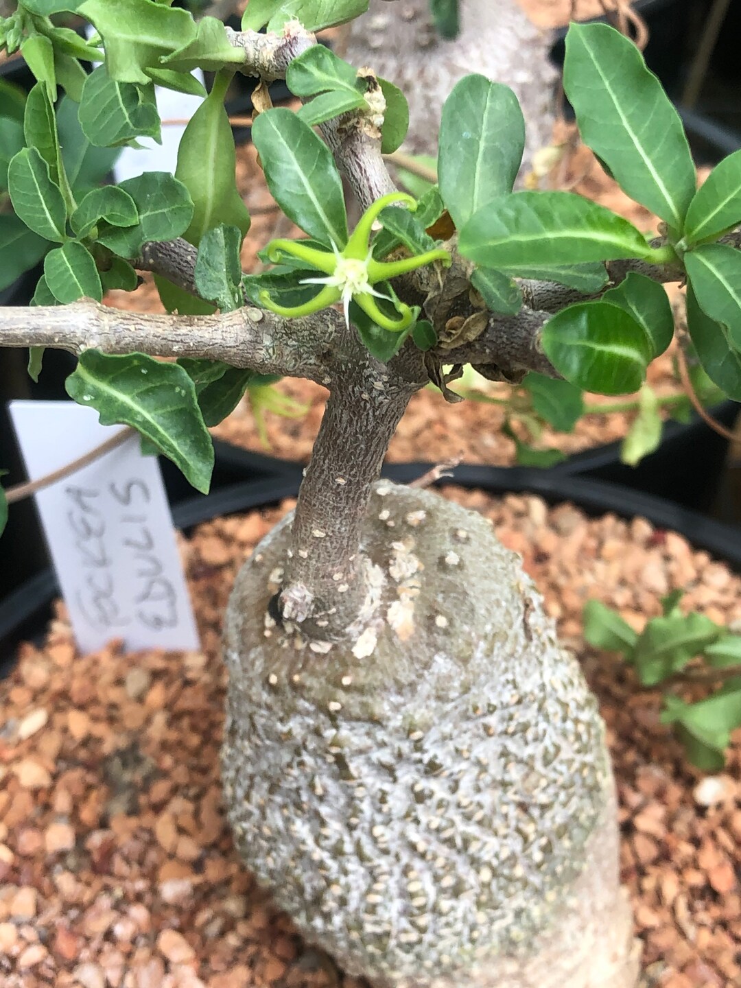 Fockea Edulis / Mature Plants/ Caudex Succulent/ Easy Growing / Vining ...