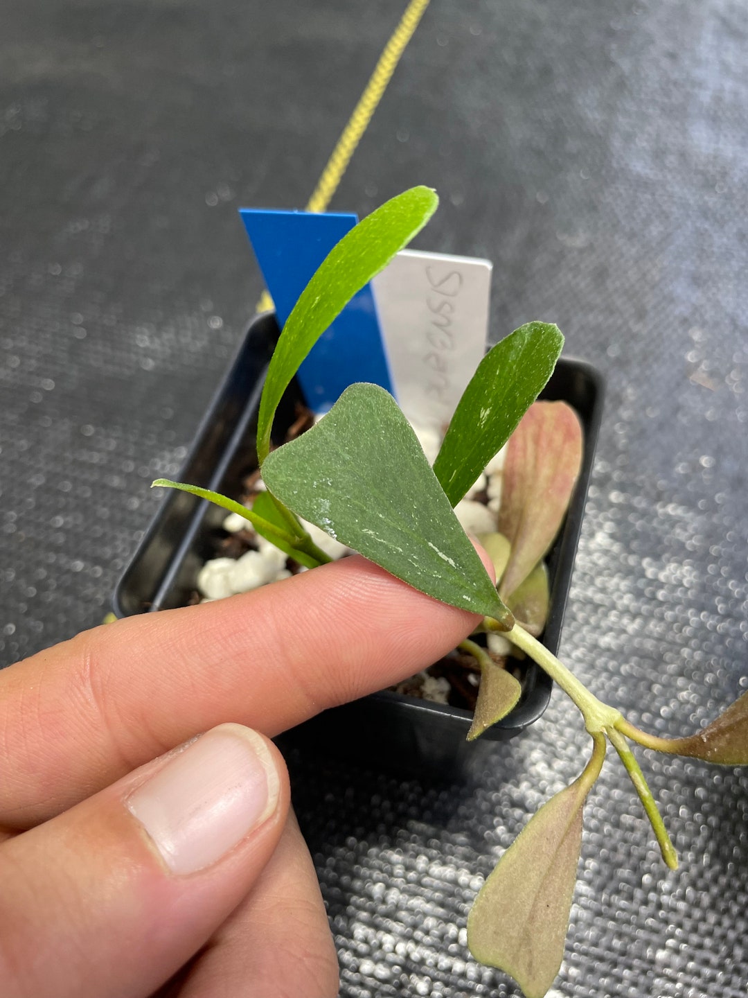 Hoya Manipurensis / Triangle Leaf Hoya / Unique Shaped Leaves/ Grows ...