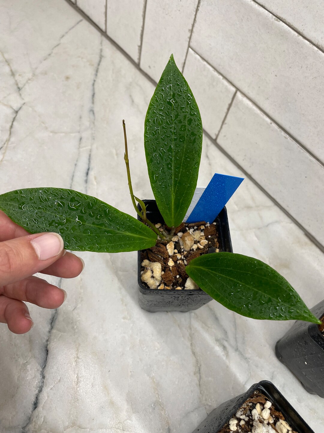 Hoya Sp. Philippines / Uncommon/ Beautiful Long Leaves/ Shipped in 3 ...