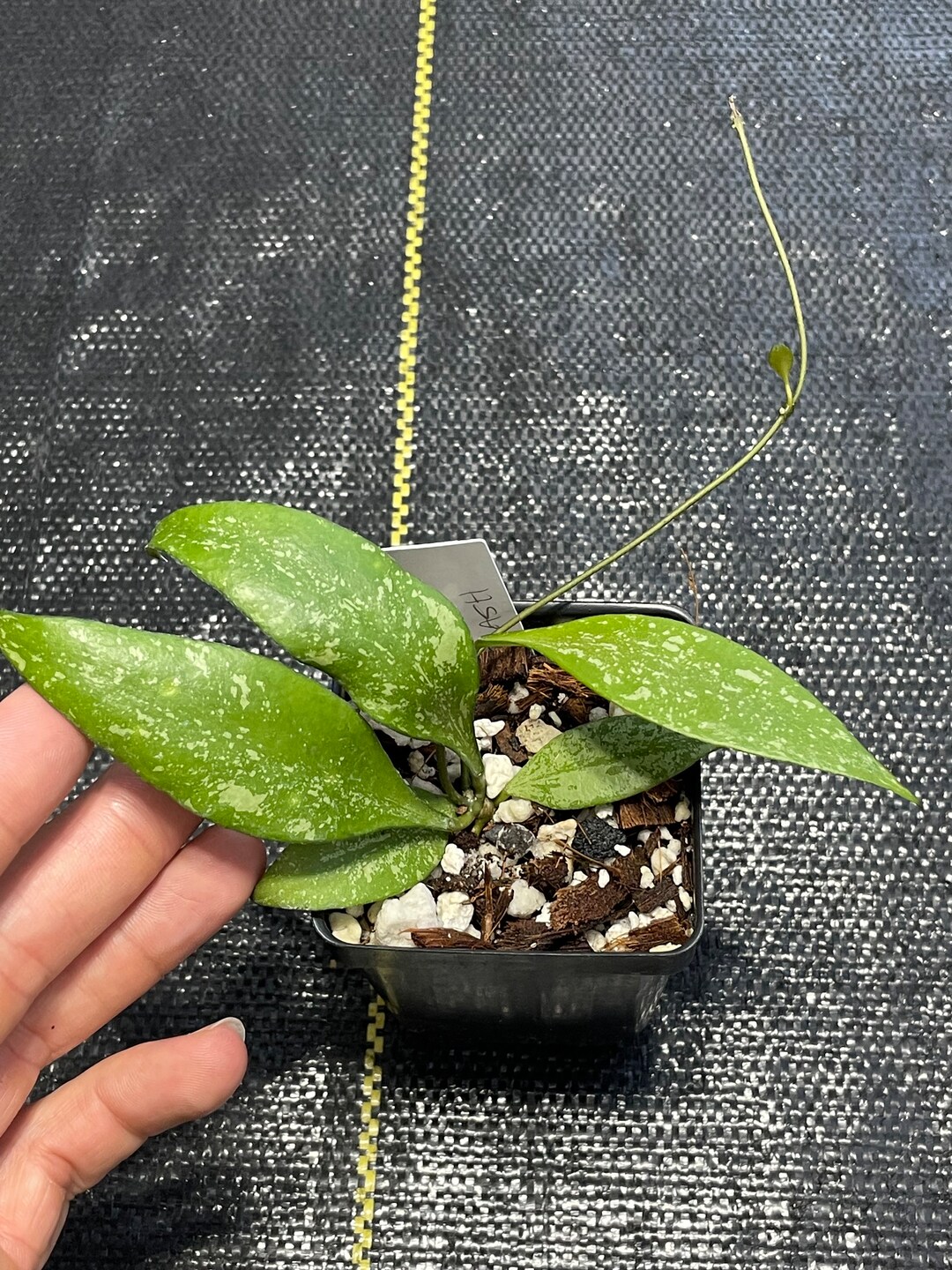 Hoya Micrantha aka Revoluta Splash/ beautiful stable splash leaves ...