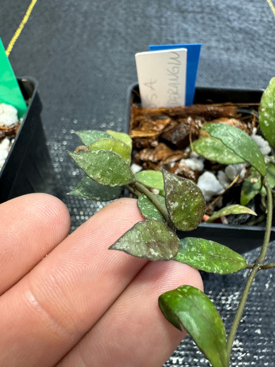 Hoya Lacunosa Durian Perangin/ RARE/ Fast Growing/ Tiny Leaves/ Splashy ...