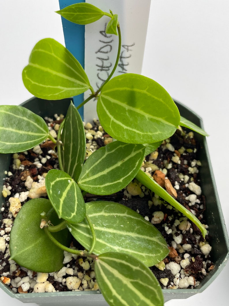 Dischidia Ovata / Aka watermelon Dischidia / Rare | Etsy