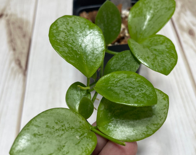 Hoya Biakensis Splash/ Silver Splash/exact Plant/ Shipped in 3 Pot ...
