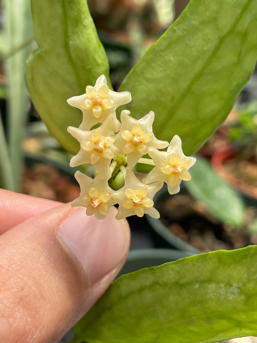 Hoya Pandurata Vietnam Splash/ Exact Plants/ Unique Shaped Leaves ...