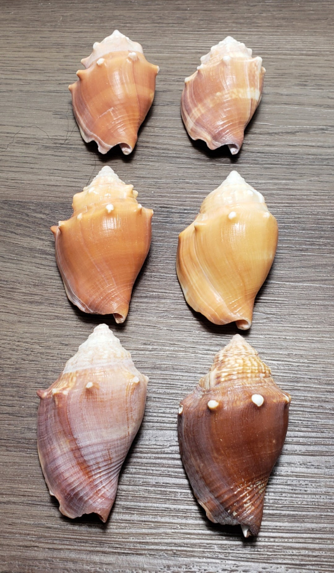 Florida Fighting Conch Shell - Etsy
