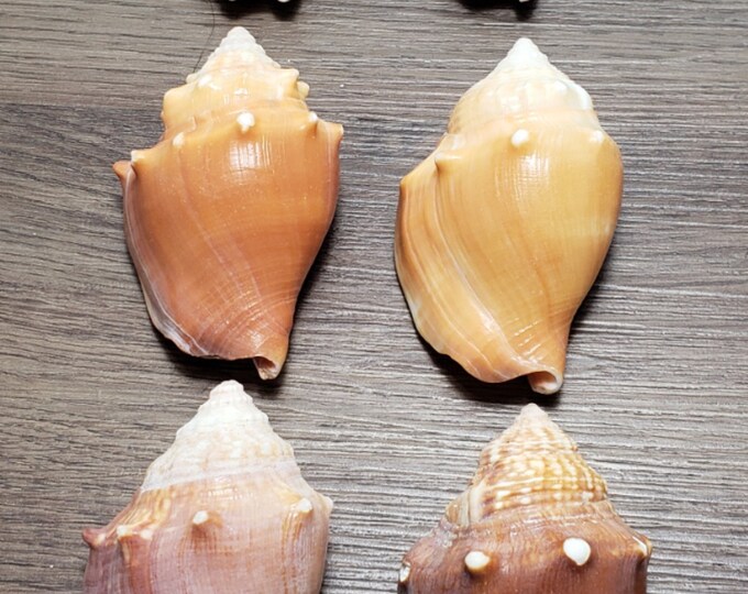 Florida Fighting Conch Shell - Etsy