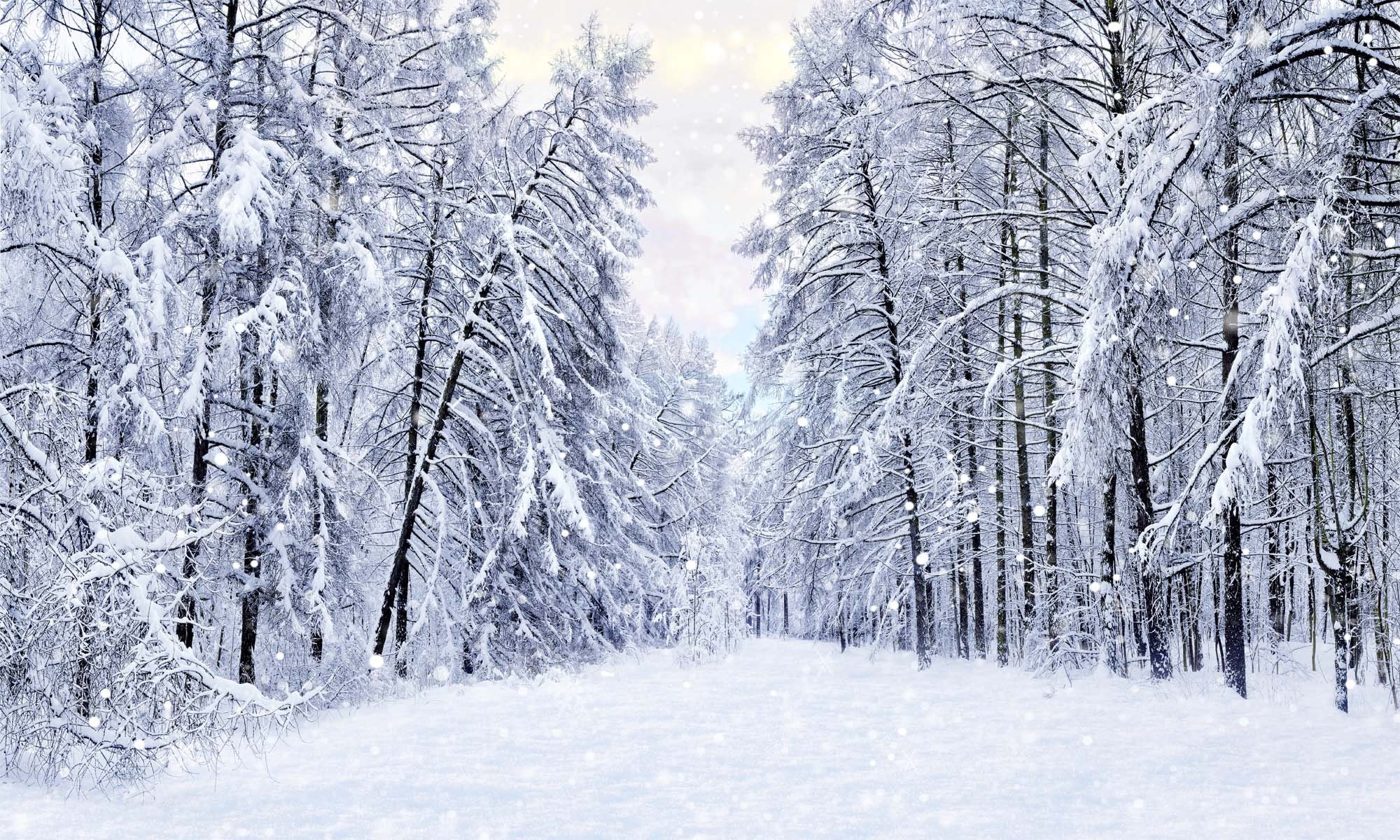 Winter Snowy Forest Photography Backdrop Christmas New Year | Etsy