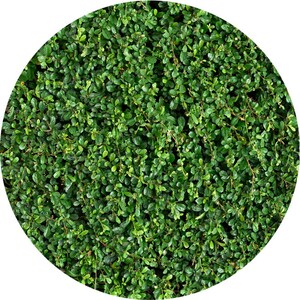 Round Green Leaves Photography Backdrop Birthday Wedding Baby Shower ...