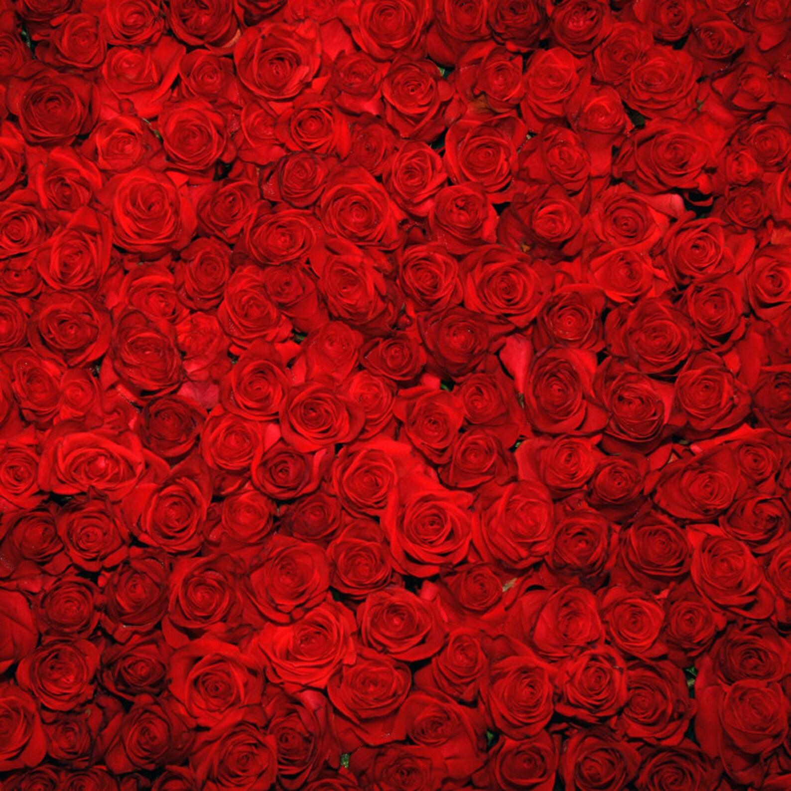 Red Rose Floral Wall Photo Backdrops Wedding Valentine's | Etsy