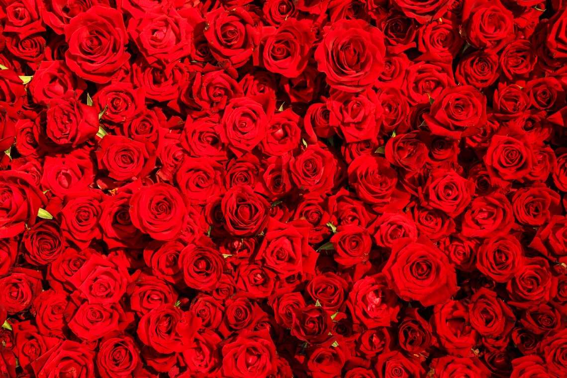 Red Rose Photography Backdrop Wedding Bridal Shower Birthday - Etsy