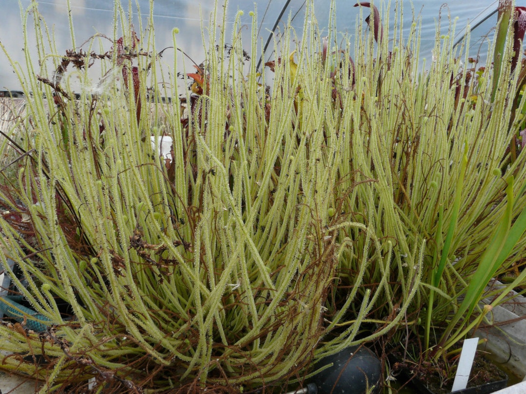 Carnivorous Plant Seeds 15 Threadleaf Sundew drosera Filiformis REAL ...
