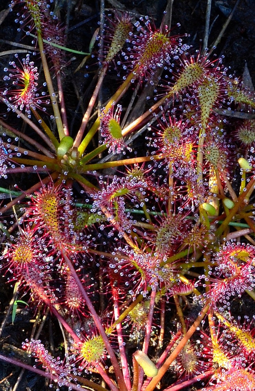 End of Summer Carnivorous Plant Seeds 15 Water Sundew drosera ...