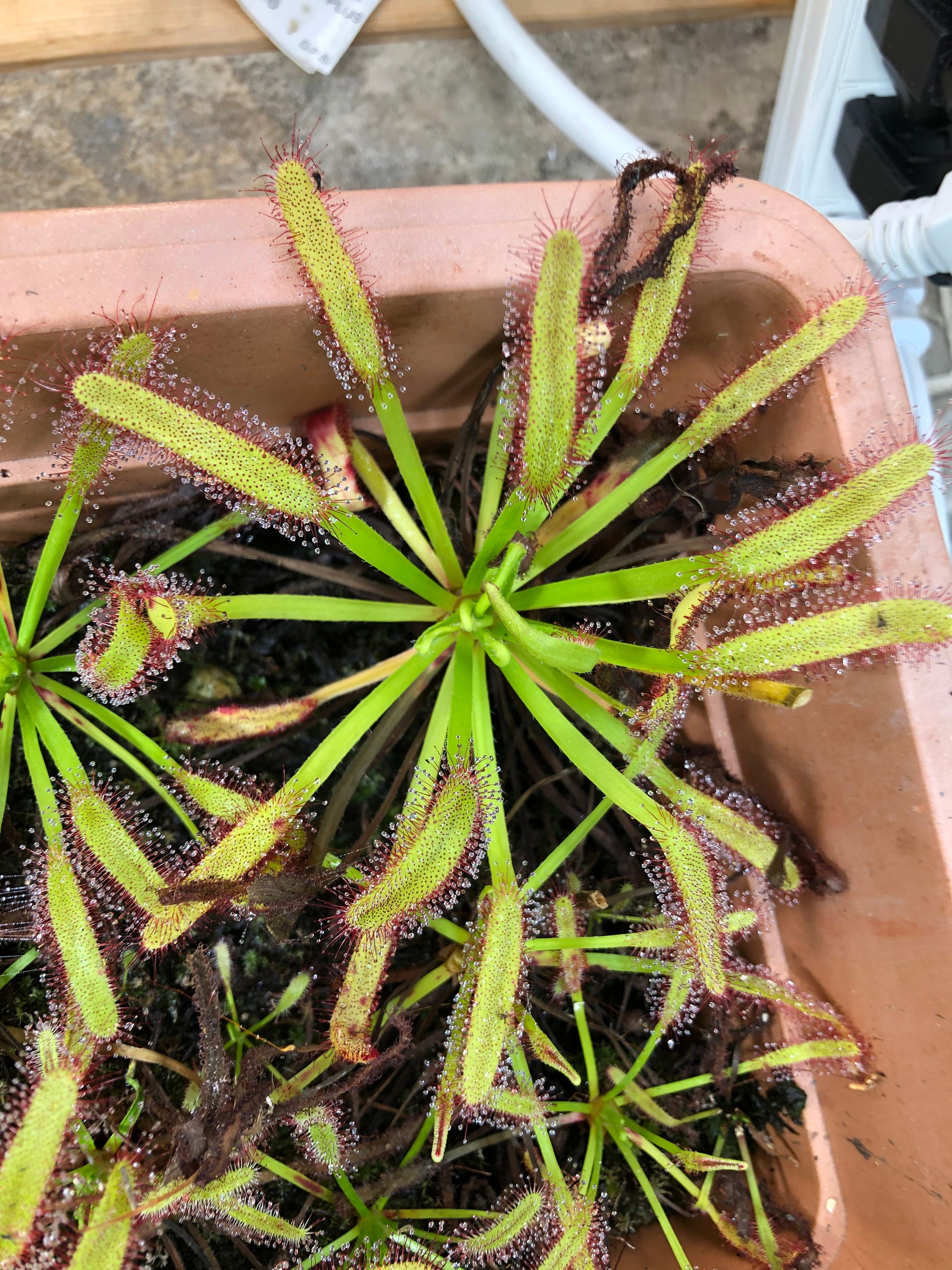 Spring Planting Sale 10% Off!! 15 WIDE Cape Sundew (drosera Capensis ...