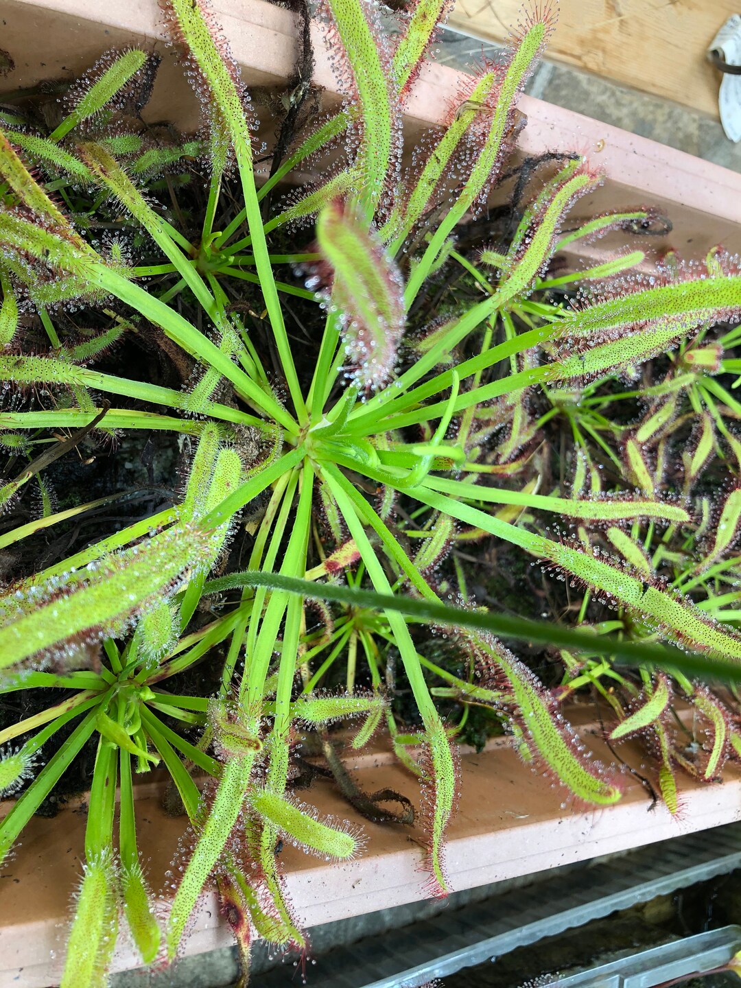 End of Summer 10 GIANT Cape Sundew drosera Capensis Seeds. - Etsy