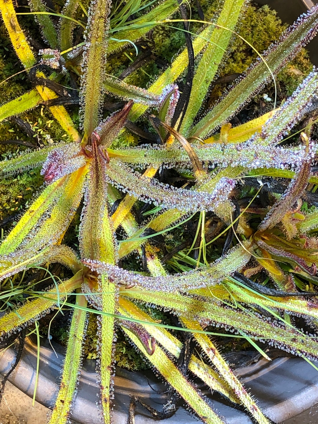 Spring Collection King Sundew Seeds 5 Seeds Drosera Regia. - Etsy