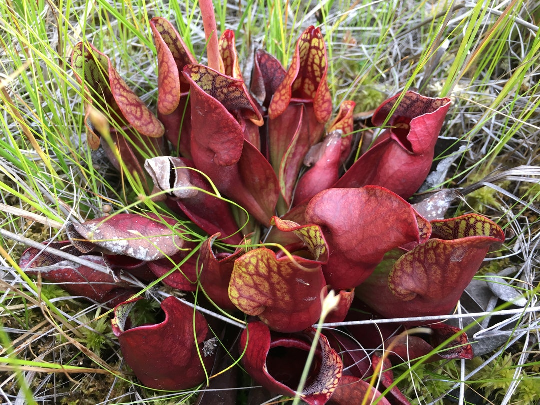Fall Collection. 20 Carnivorous Plant Seeds Garden Pest Control Using ...
