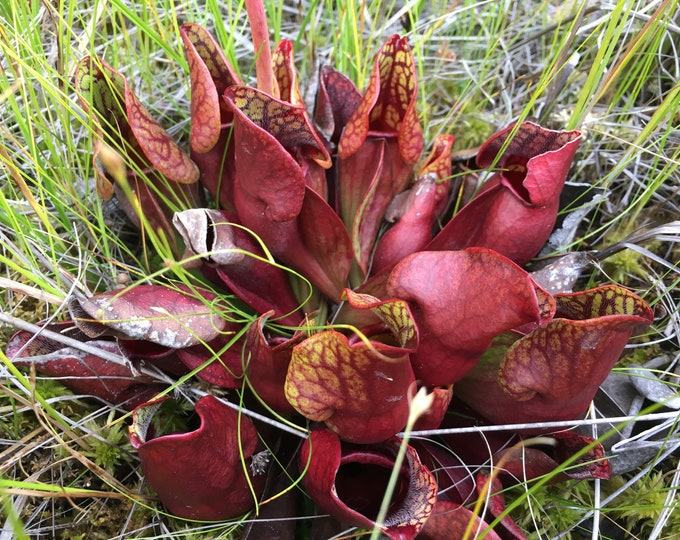 Christmas Gift 10% Off!! Carnivorous Plant Seeds 20 Cape Sundew - Etsy ...