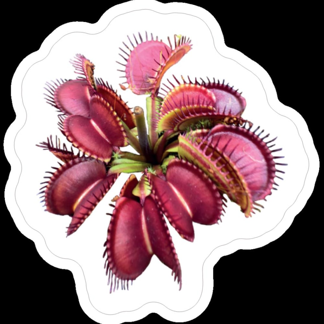 Venus Flytrap Sticker - Etsy