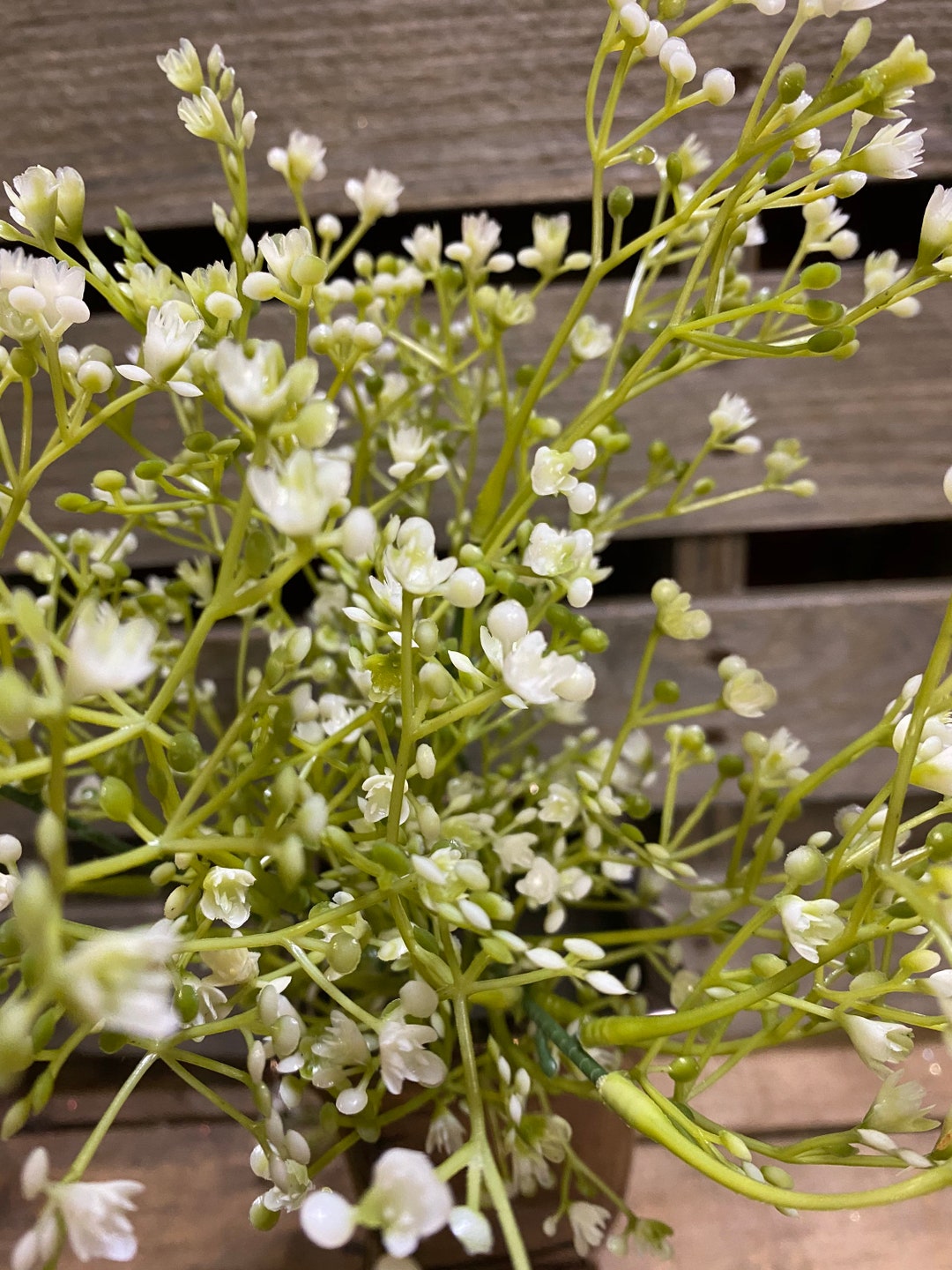 Gyp Bush in White - Etsy